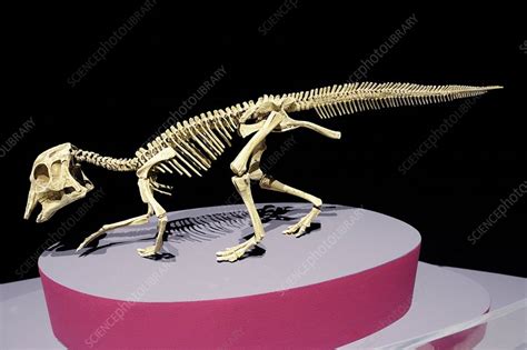Hypacrosaurus Dinosaur Stock Image C015 0548 Science Photo Library