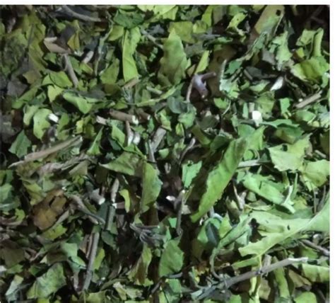 Green Organic Vasaka Leaves Packaging Type Loose At ₹ 25kg In Jaipur