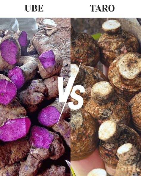 Ube Vs Taro What Are The Differences Between These Two Asian Tubers