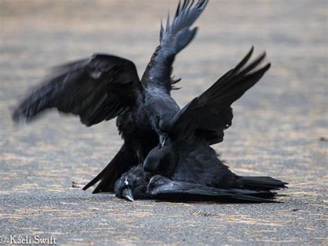 Wildlife Scientist Explains Why Some Crows Kill Each Other