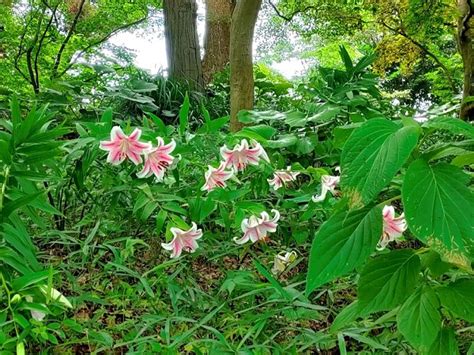 神奈川県のシンボル花 開花情報 神奈川県立大船フラワーセンター