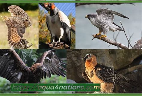 Pig Predators You Should Watch Out For Aqua4nations