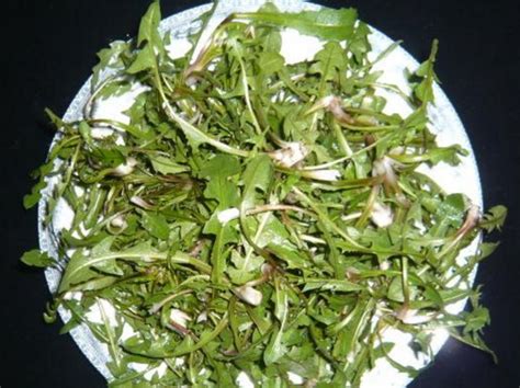 野菜蒲公英的吃法大全爽口美味你想不到