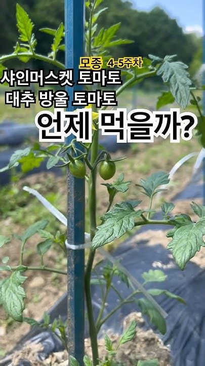 샤인머스켓 토마토 대추 방울 스테비아 토마토 언제 먹을까요 열매 달렸어요 Youtube