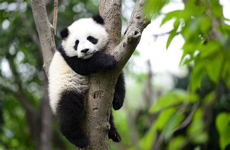 México Tiene Los únicos Dos Pandas Que No Pertenecen A China