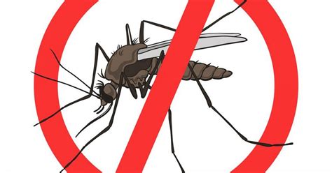 Dncc Drive Finds Aedes Larvae In 94 Houses Fines 2 9l