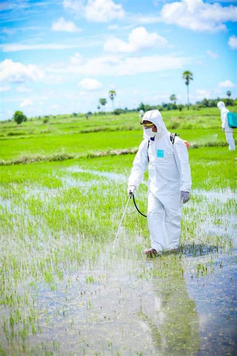 ស្រុកចំនួន២ នៃខេត្តកំពង់ចាម ផ្ទុះករណីសត្វដង្កូវហ្វូងសុីបំផ្លាញលើដំណាំស្រូវ និងដំណាំដំឡូងមី