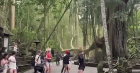 발리 ‘원숭이 숲 갔다가 한국인 여성 2명 강풍에 쓰러진 나무에 사망·부상