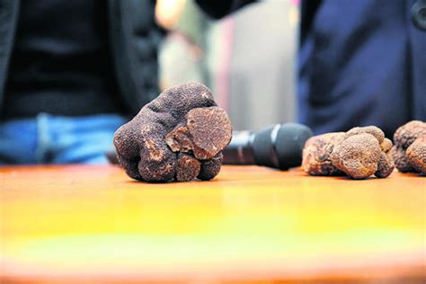 Gard la truffe fraîche sinon rien