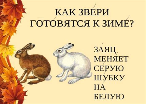 Как звери готовятся к зиме часть 1