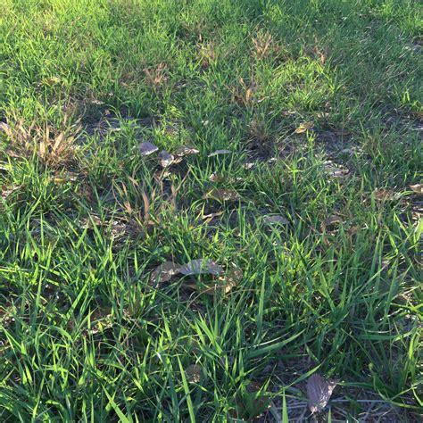 Short Grass Flippednormals