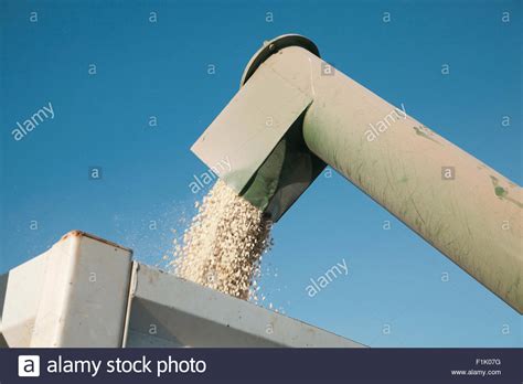 Agriculture Maize Harvesting Stock Photo Alamy