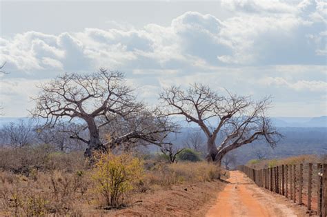 Tsavo 동쪽 국립 공원 케냐에서 바오밥 나무의 아프리카 지역 나무 0명에 대한 스톡 사진 및 기타 이미지 0명 개성
