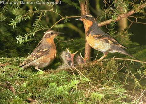 Varied Thrush Nest Song Thrush Call Eggs And Nest Plantura