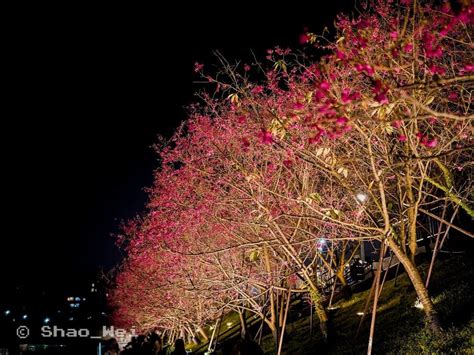 【2025櫻花季】賞櫻先卡位！全台灣櫻花景點、住宿大公開 Funtime旅遊比價