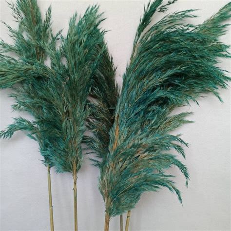 Pompous Grass Etsy