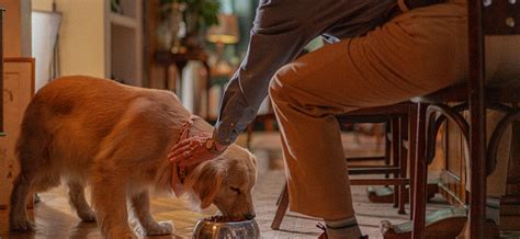 Esto Afecta El Estado De ánimo De Tu Perro