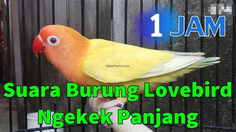 TERBARU PALING GACOR 1 JAM Suara Burung Lovebird Ngekek Panjang