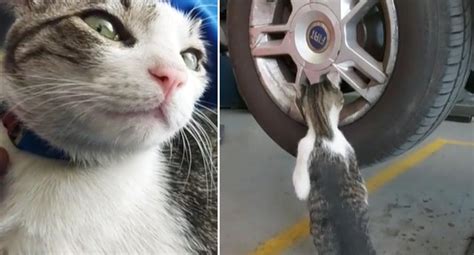 Video Viral Conoce A Oliver El Gato Brasileño Rescatado Que Ahora