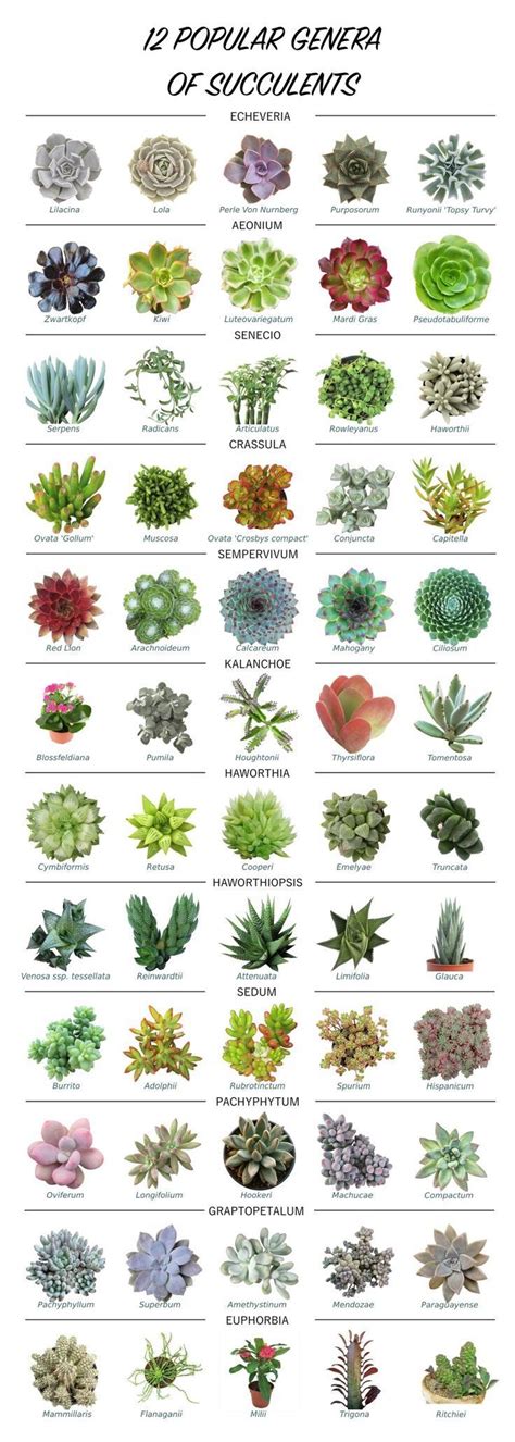 Most Up To Date Pics Succulent Garden Tips Ideas Most Succulent