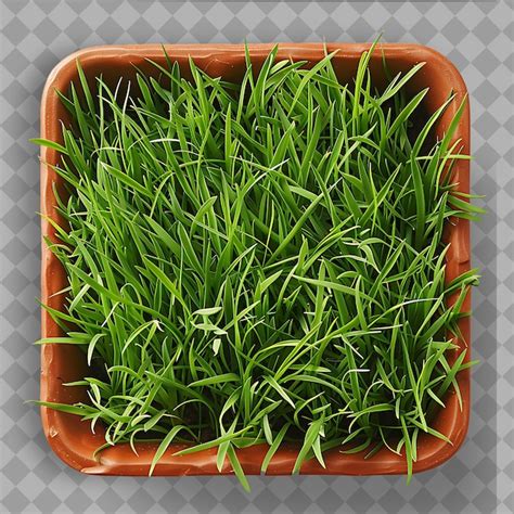 Page 2 Best Grass Seed Overseeding Psd High Quality Free Psd