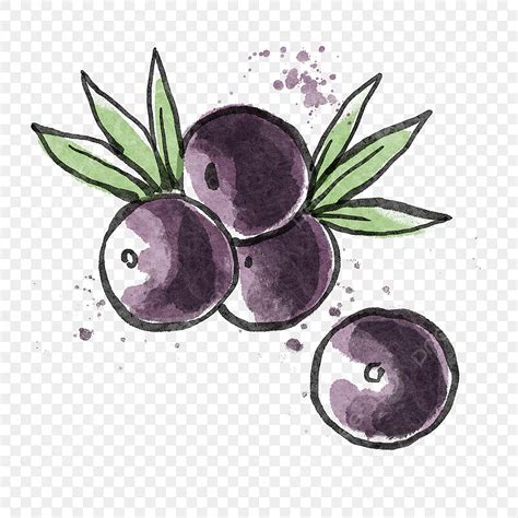 수채화 브라질 음식 일러스트 Acai 브라질리언 베리 브라질 수채화 Png 일러스트 및 Psd 이미지 무료 다운로드