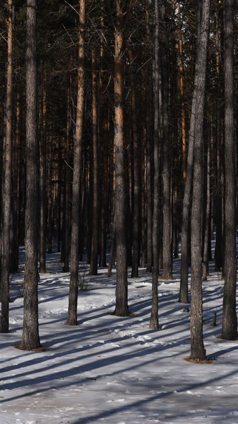 Сосновый лес Лес Сосна Озеро байкал