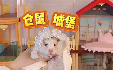 在东北小仓鼠如何过冬原来还能这样 几只小仓鼠 几只小仓鼠 哔哩哔哩视频