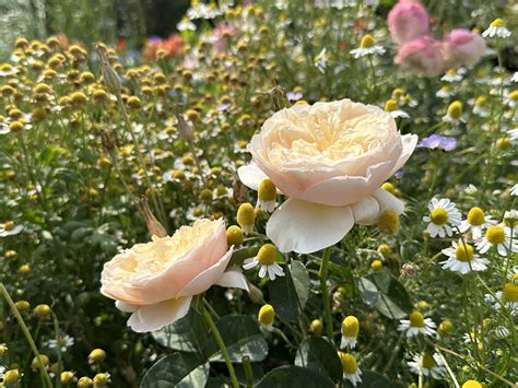 蕭秀琴專欄／花蹤，一抹色的喜悅 客新聞 Hakkanews