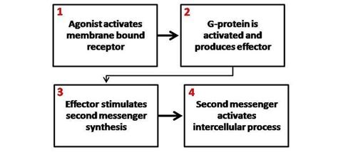 Second Messenger System Alchetron The Free Social Encyclopedia