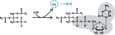 17 Promoting The Irreversibility Of Active Energy Carrier Synthesis Via