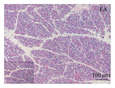 Effect On Histopathological Examinations Of The Pancreas Scale Bar