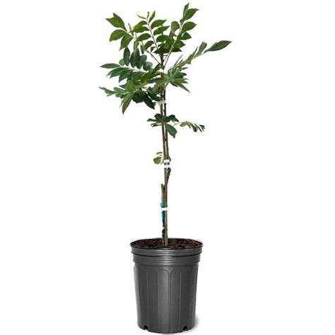 Stuart Pecan Tree 5 Pot Shelhealth
