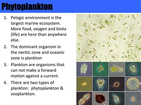 Ppt Phytoplankton Powerpoint Presentation Free Download Id 9163743