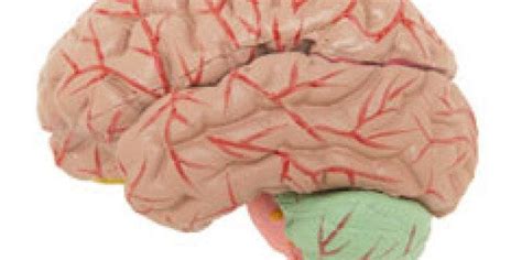 Can A Serotonin Deficiency Make You Gay Yourtango