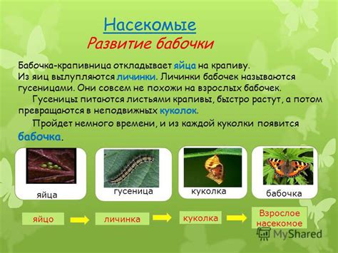 3 класс виды животных окружающий мир Какие бывают группы животных