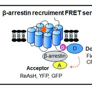 RET sensors for GPCR β arrestin interaction and intramolecular