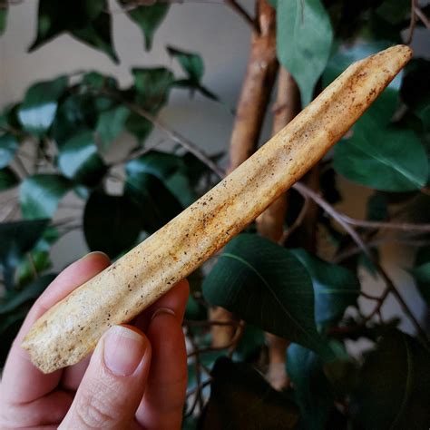 Cave Bear Penis Bone Baculum A Skullstore Inc