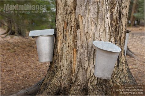 Photo Of Collecting Sugar Maple Sap Stock Image Mxi20028