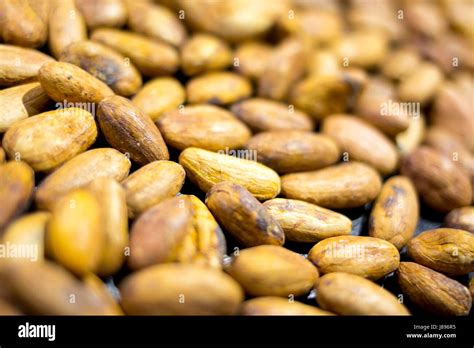 The Cocoa Bean Cacao Bean Is The Dried And Fully Fermented Seed Of Theobroma Cacao The Beans