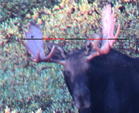 Shiras Moose Field Judging Flat Tops Wilderness Guides