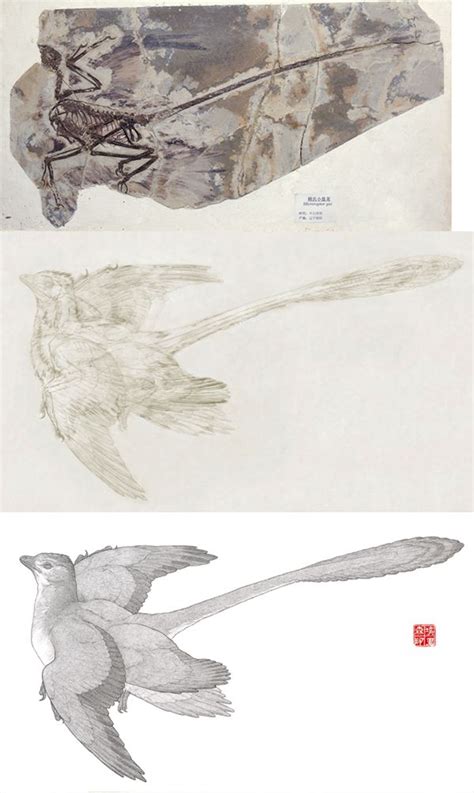 Dinosaur Reconstructions