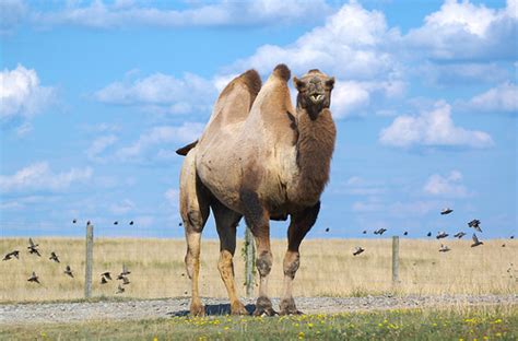 Bactrian Camel Ten Random Facts