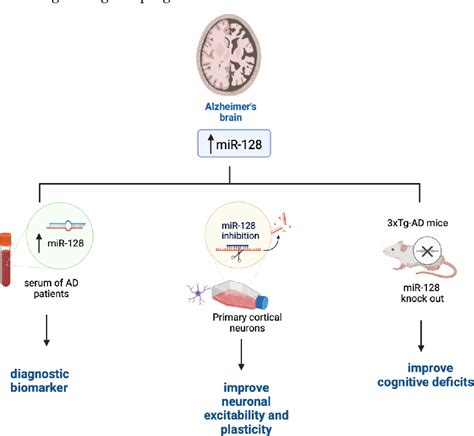 Figure 1 From The Role Of Mir 128 In Neurodegenerative Diseases Semantic Scholar