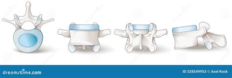 Dermatome Cartoons Illustrations And Vector Stock Images 22 Pictures