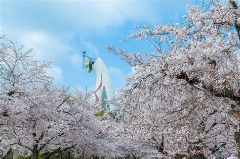 万博記念公園 「桜まつり」開催中 日本庭園茶室「汎庵・万里庵」特別公開や呈茶、日光さる軍団「猿まわし」などのイベントも City