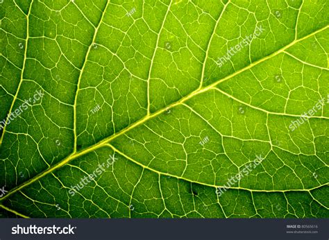 Different Textures Of Leaves At Tyler Mckinley Blog