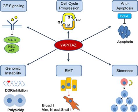 Downstream Effector Mechanisms Of YAP TAZ Dependent Anti Cancer Therapy