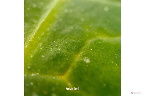 Oppo Find X Pro Review Stunning In Nearly Every Way