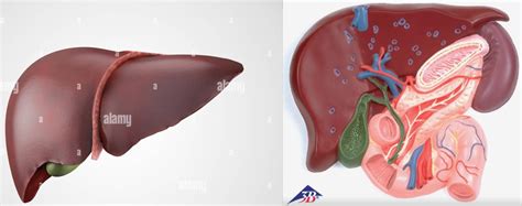 Liver Structures Diagram Quizlet